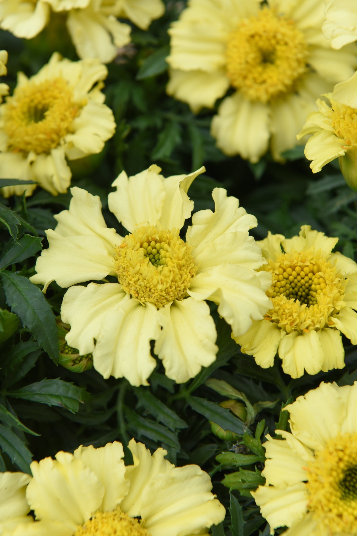 Marigold Daisy Wheel Lemon – Egmont Seeds