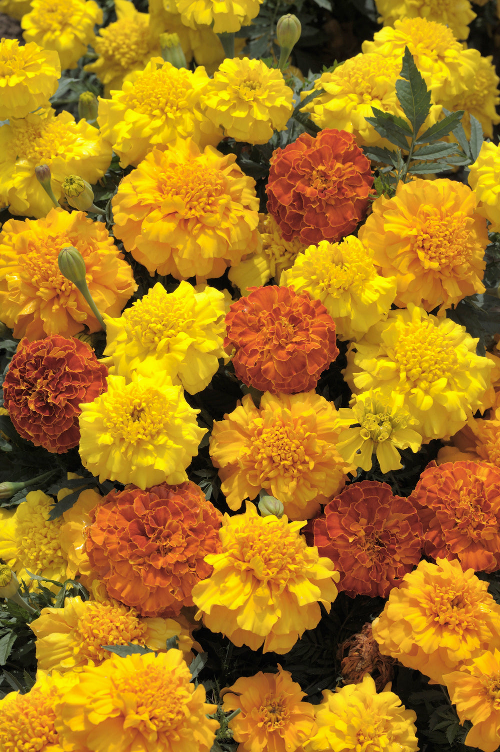 Marigold Zenith Mixed F1 Hyb – Egmont Seeds