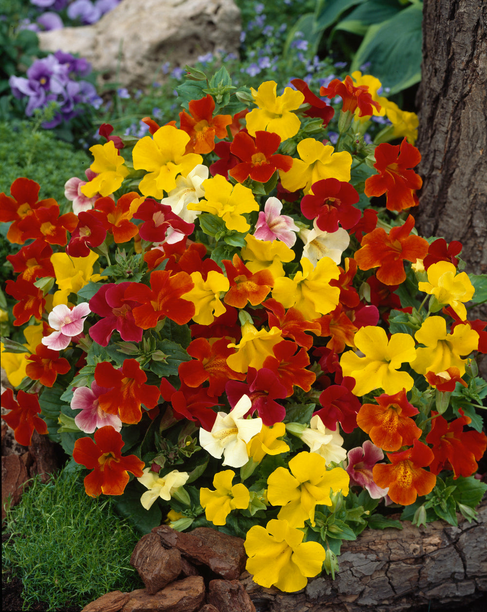 Mimulus Mystic Mix F1 Hybrid – Egmont Seeds