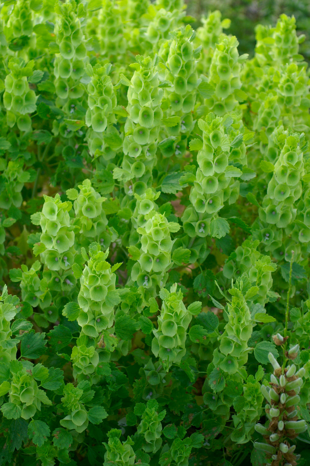 Molucella Bells Of Ireland – Egmont Seeds