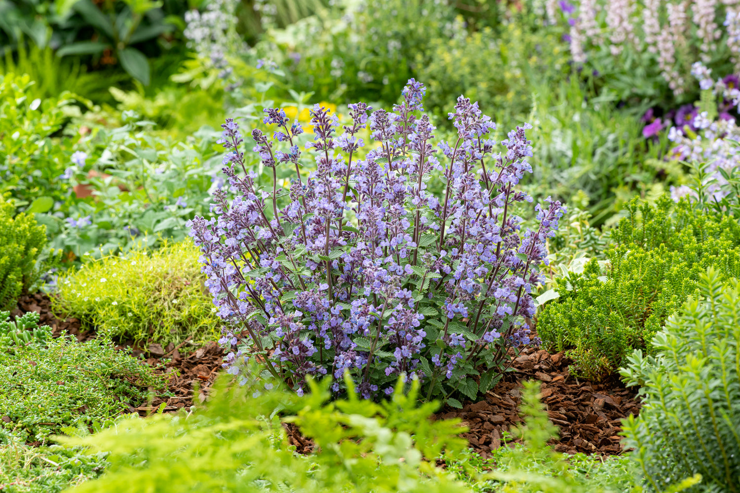 Nepeta Blue Wonder Catmint – Egmont Seeds