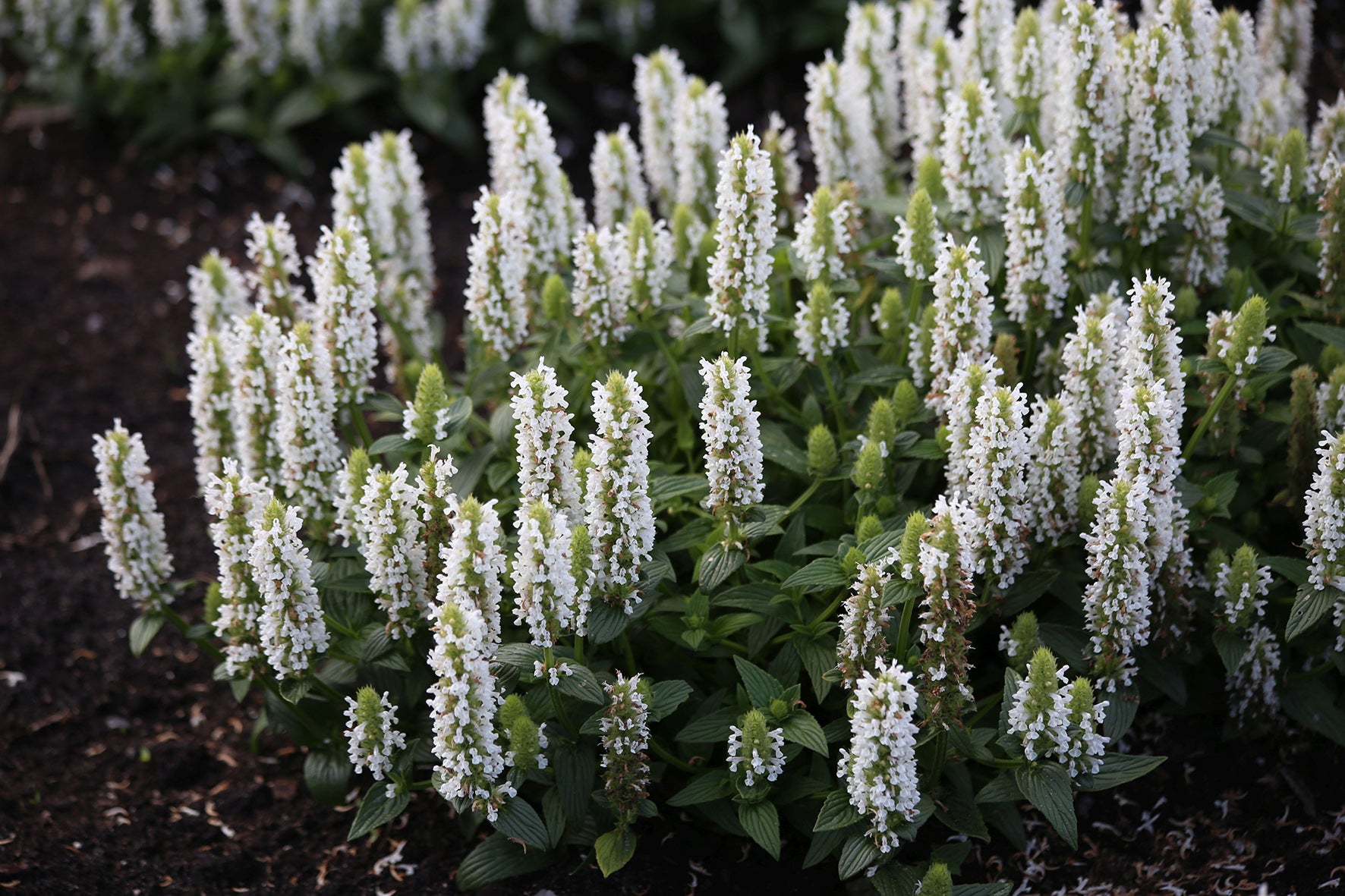 Nepeta Nevita White – Egmont Seeds