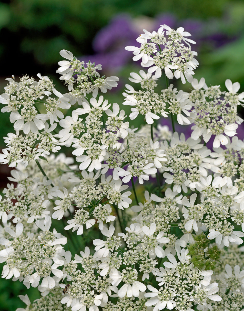 Orlaya White Lace – Egmont Seeds