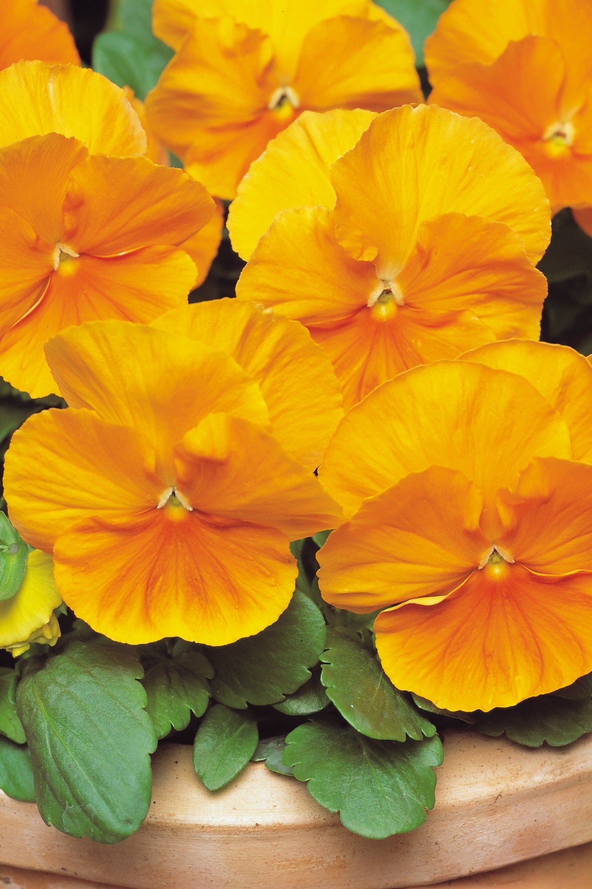 Pansy Matrix Clear Orange F1 Hybrid – Egmont Seeds