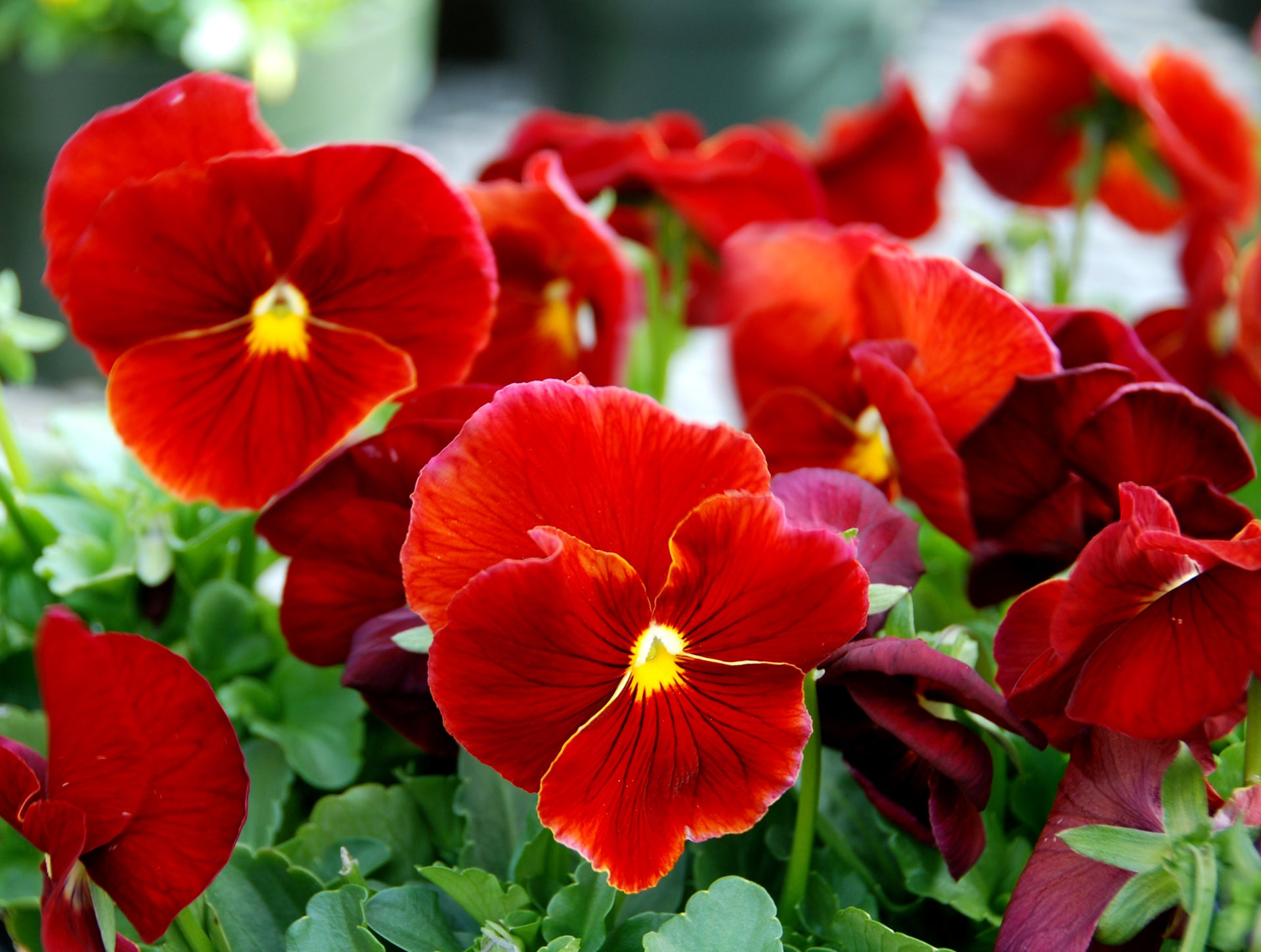 Pansy Matrix Clear Scarlet F1 Hybrid – Egmont Seeds
