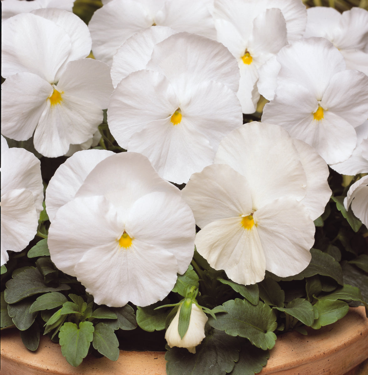 Pansy Matrix Clear White F1 Hybrid – Egmont Seeds