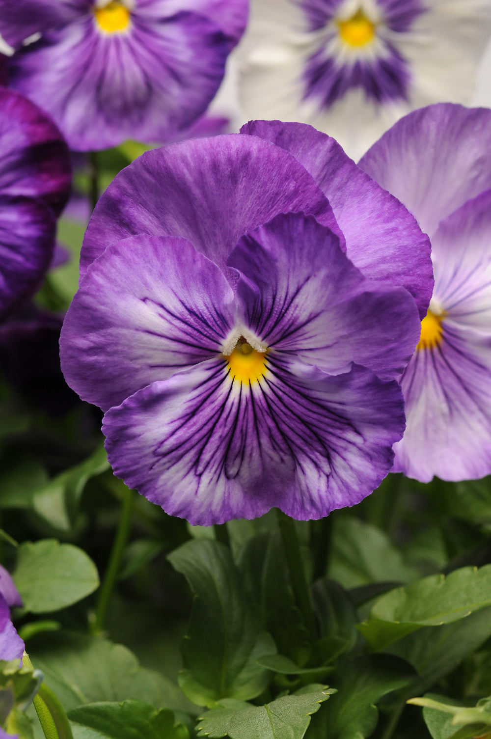 Pansy Matrix Lavender Shades – Egmont Seeds