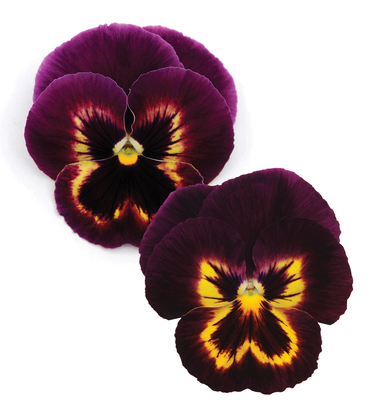 Pansy Matrix Sangria – Egmont Seeds