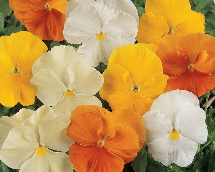 Pansy Matrix Citrus Mix F1 Hybrid – Egmont Seeds