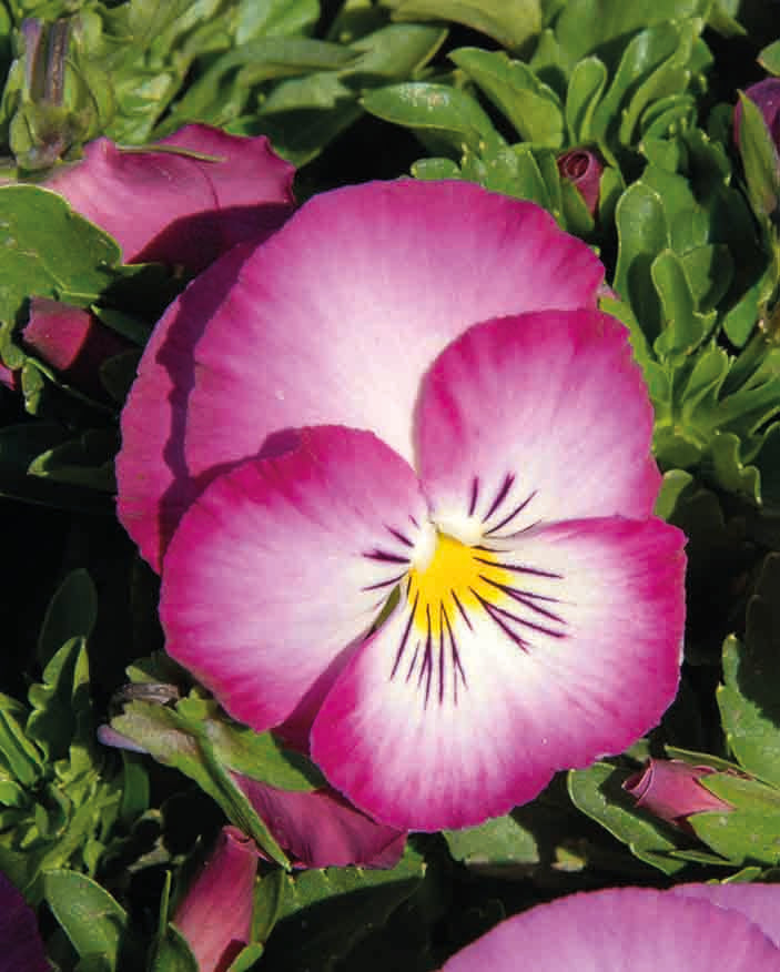 Pansy Radiance Pink – Egmont Seeds