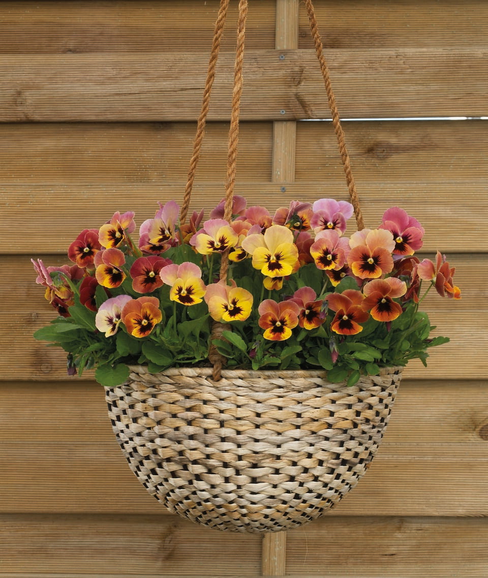 Pansy Pandora's Box – Egmont Seeds
