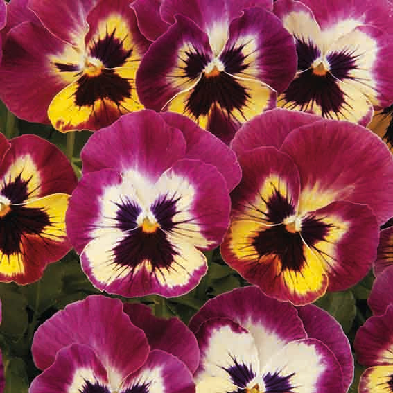 Pansy Panola Rose Picotee – Egmont Seeds