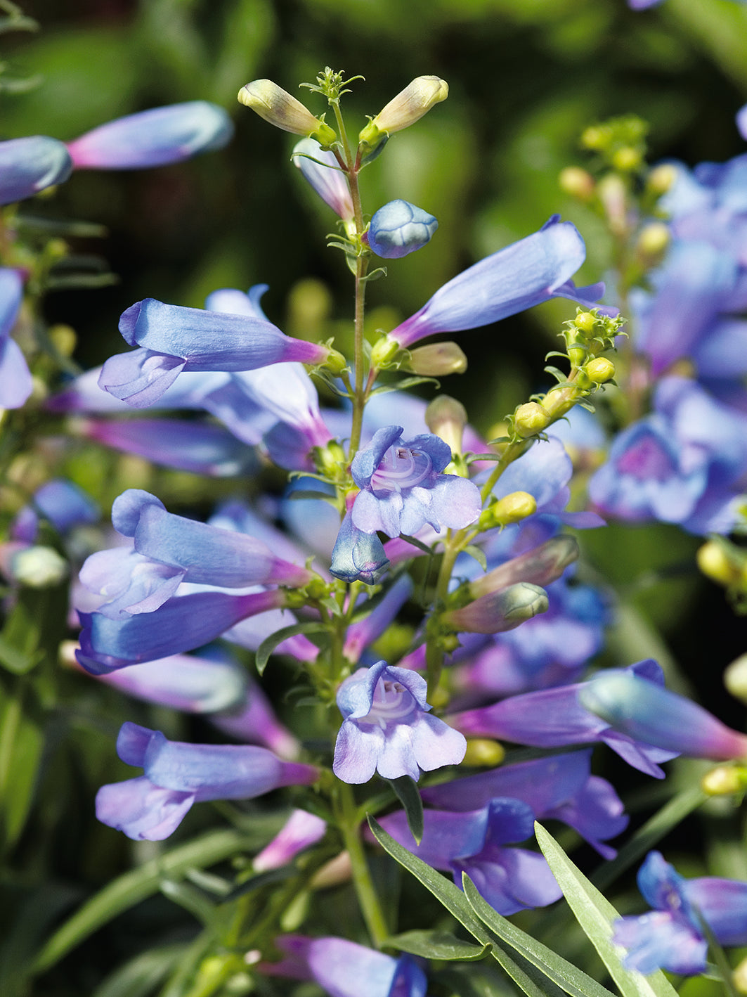 Penstemon Electric Blue – Egmont Seeds