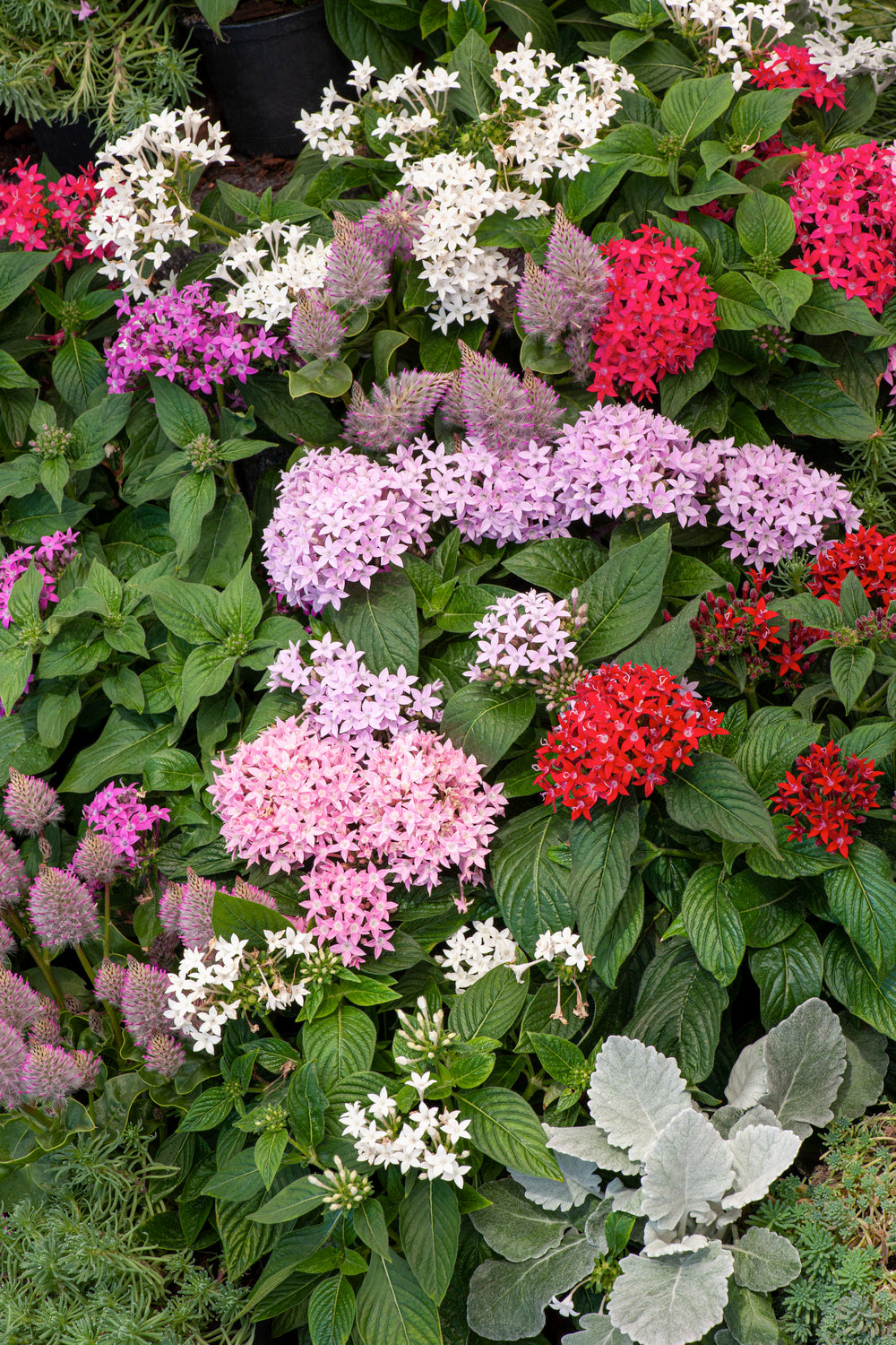 Pentas Graffiti Mix F1 Hybrid – Egmont Seeds