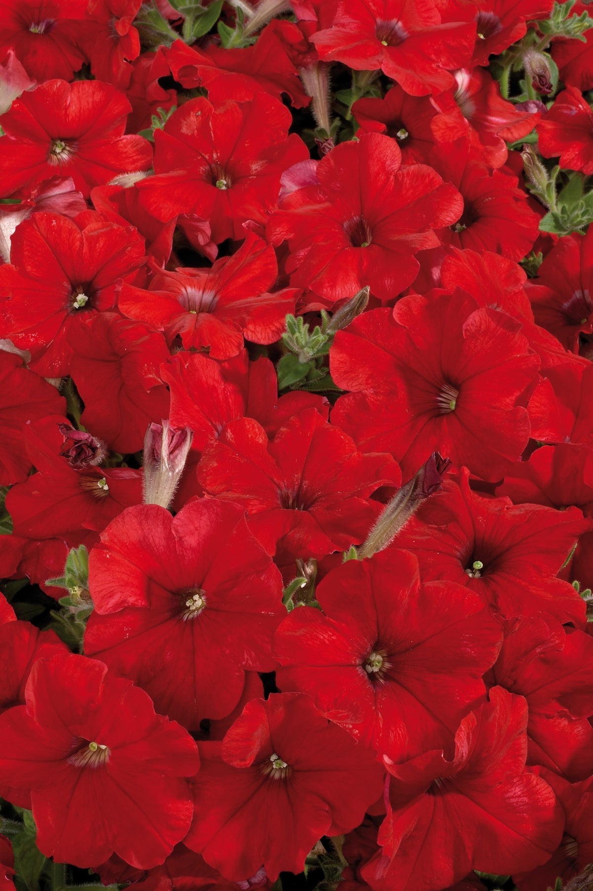 Petunia Celebrity Red – Egmont Seeds