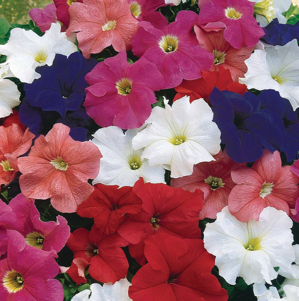 Petunia Dreams Complete Mix – Egmont Seeds
