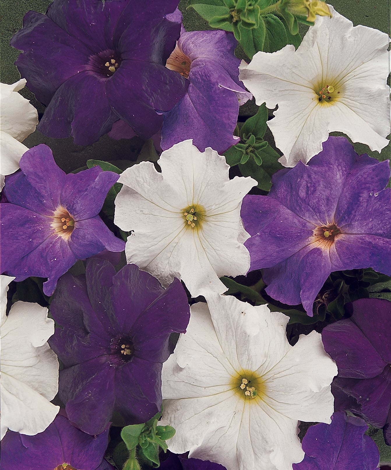 Petunia Dreams Waterfall Mix – Egmont Seeds