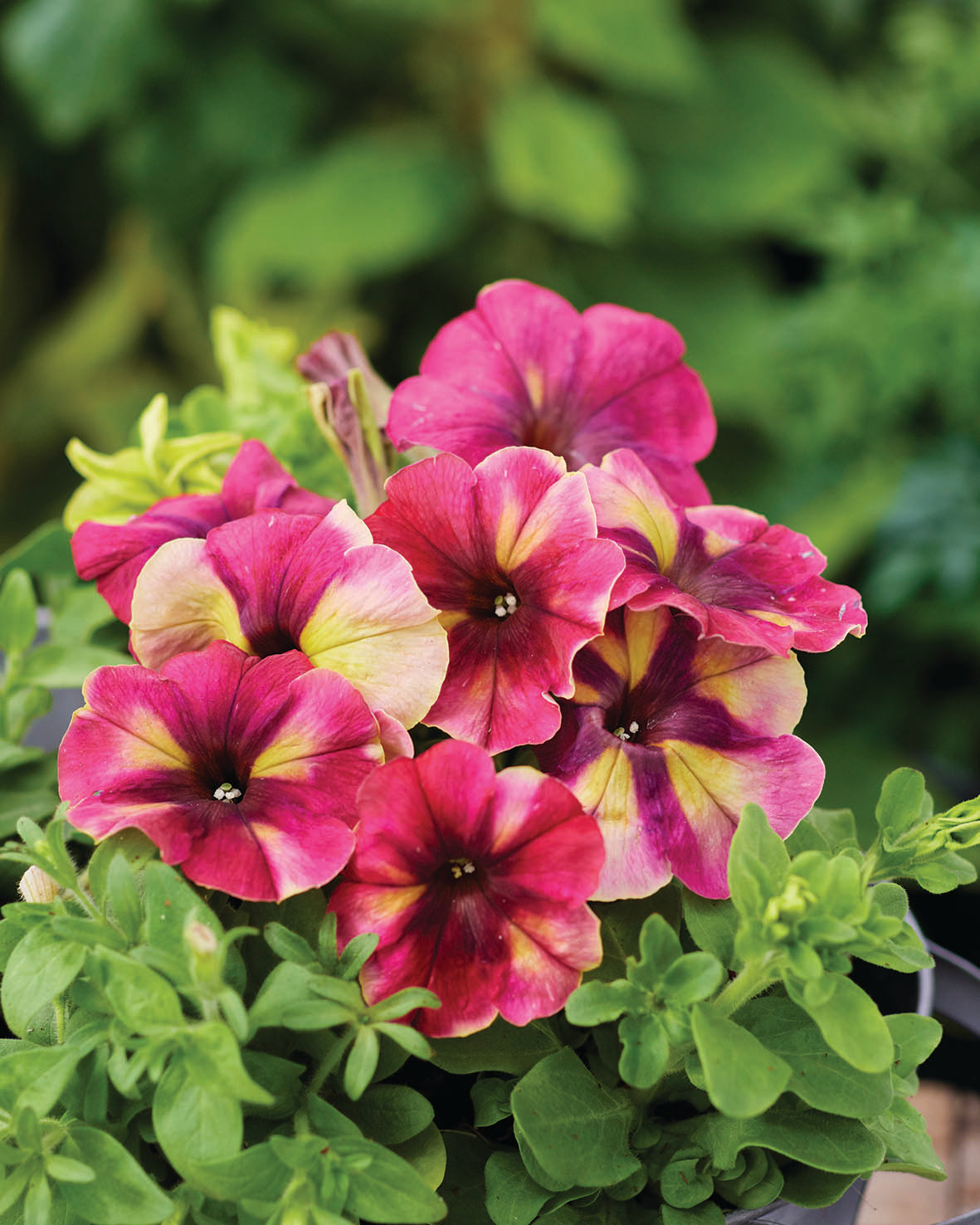 Petunia Shake Raspberry F1 Hybrid – Egmont Seeds
