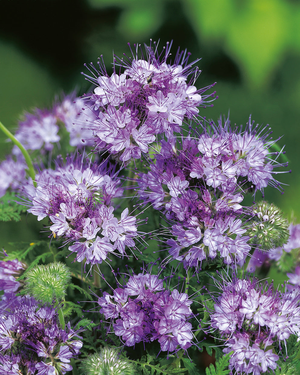 Phacelia tanacetifolia Purple Tansy – Egmont Seeds