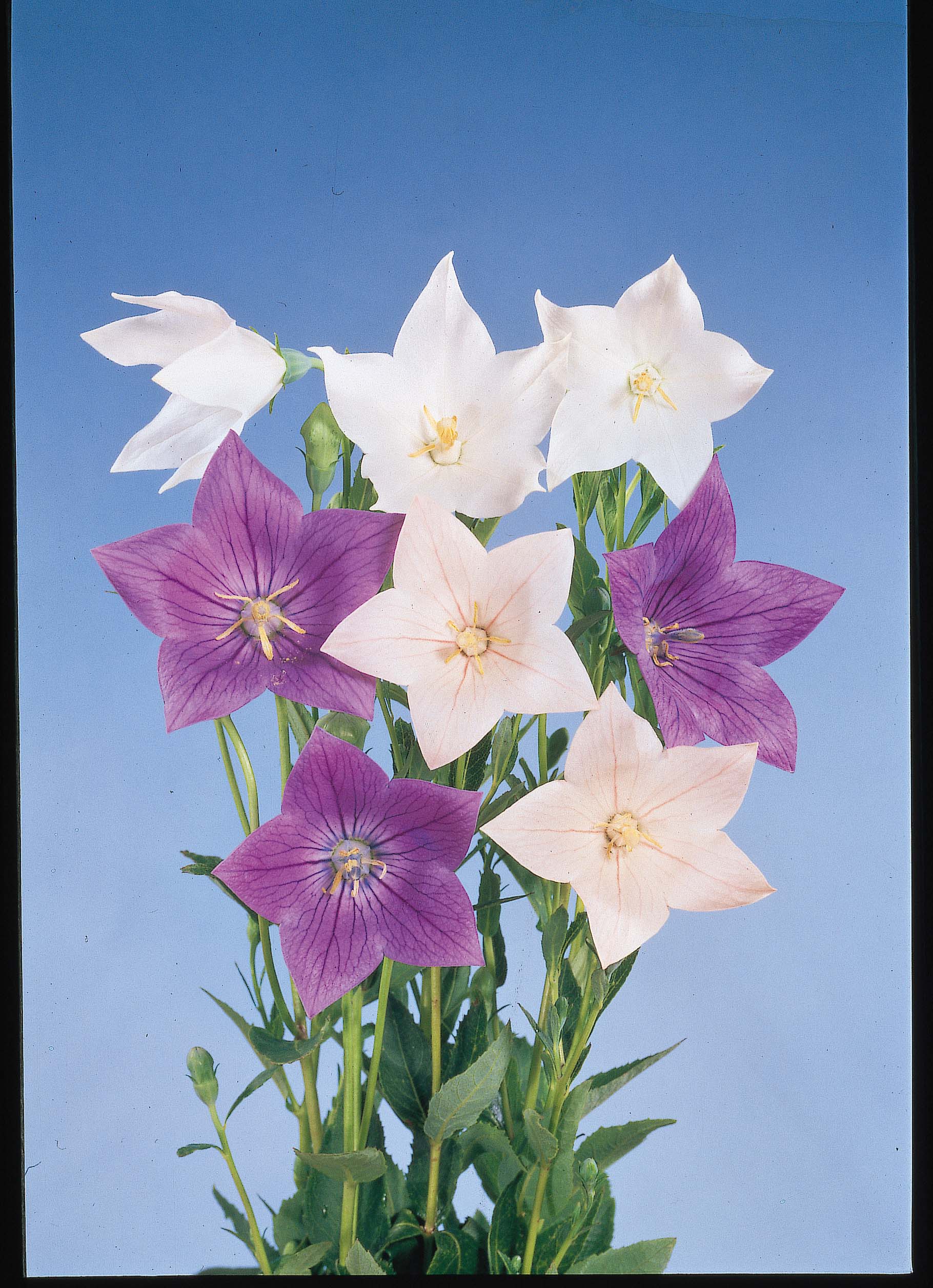 Platycodon Florist Mix – Egmont Seeds
