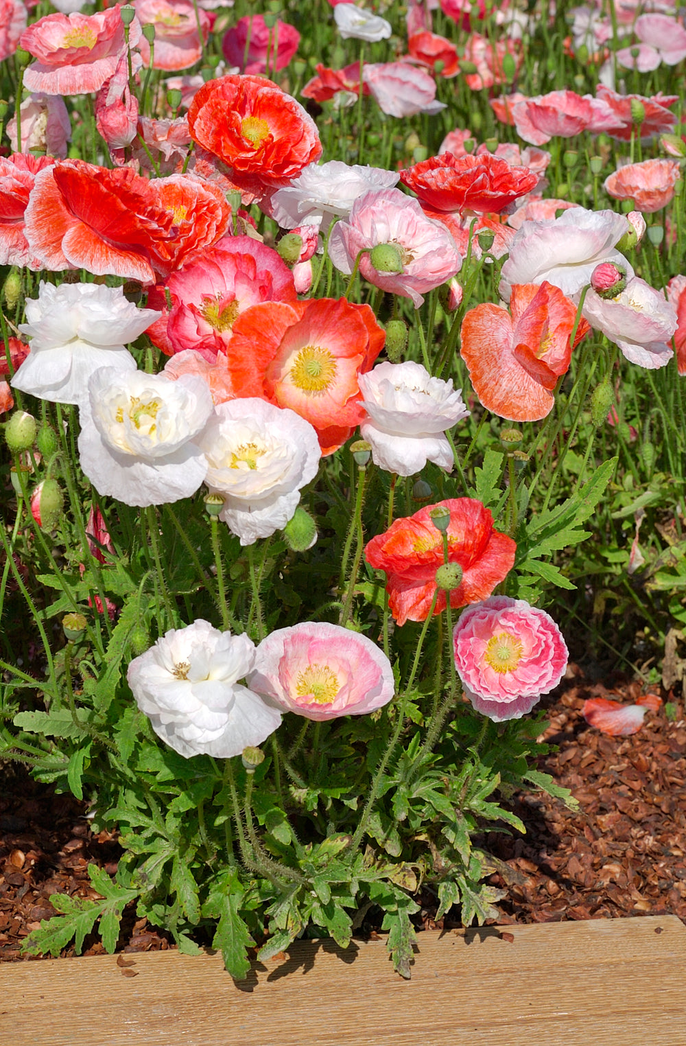 Poppy Falling in Love – Egmont Seeds