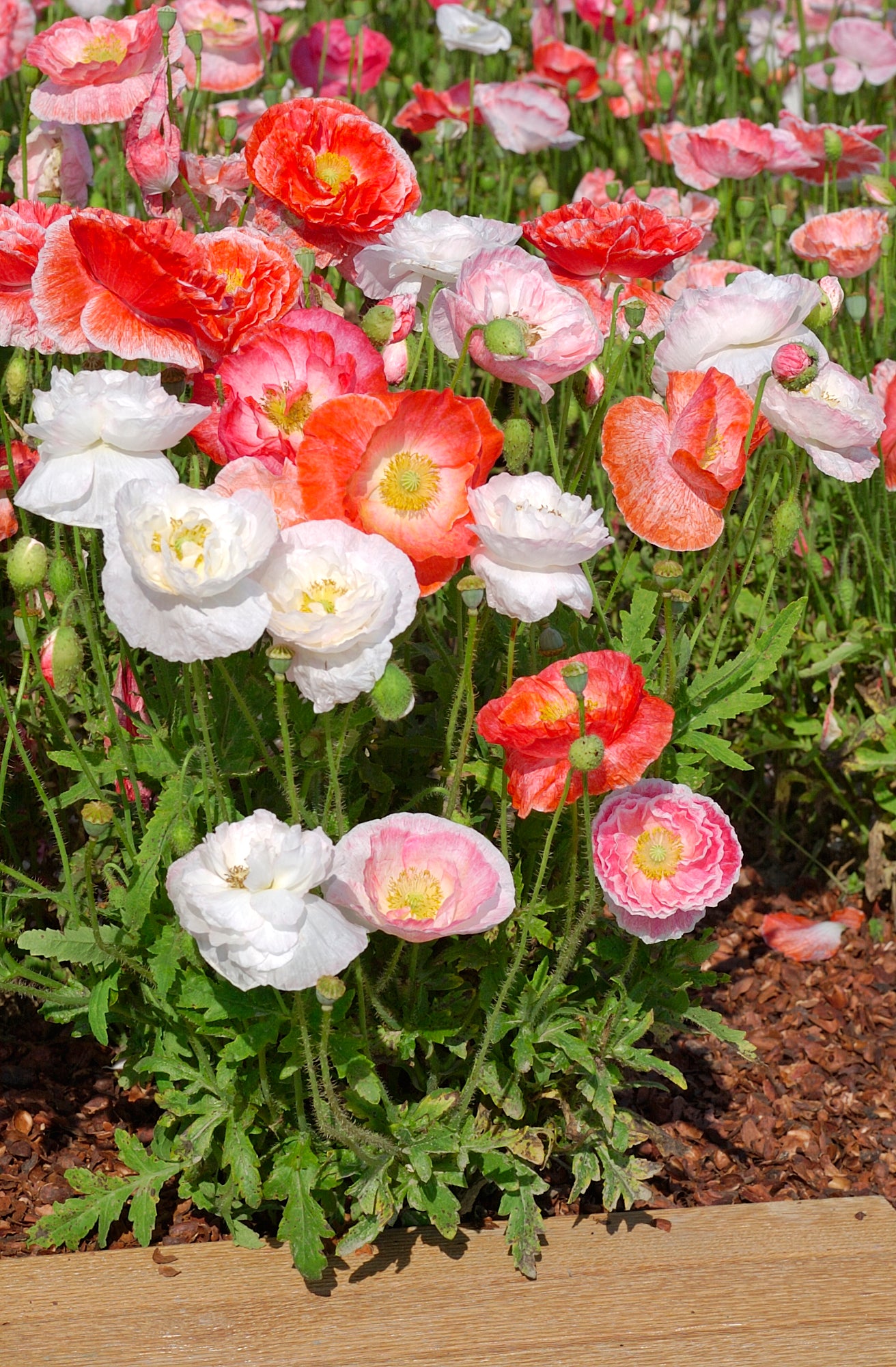 Poppy Falling in Love – Egmont Seeds