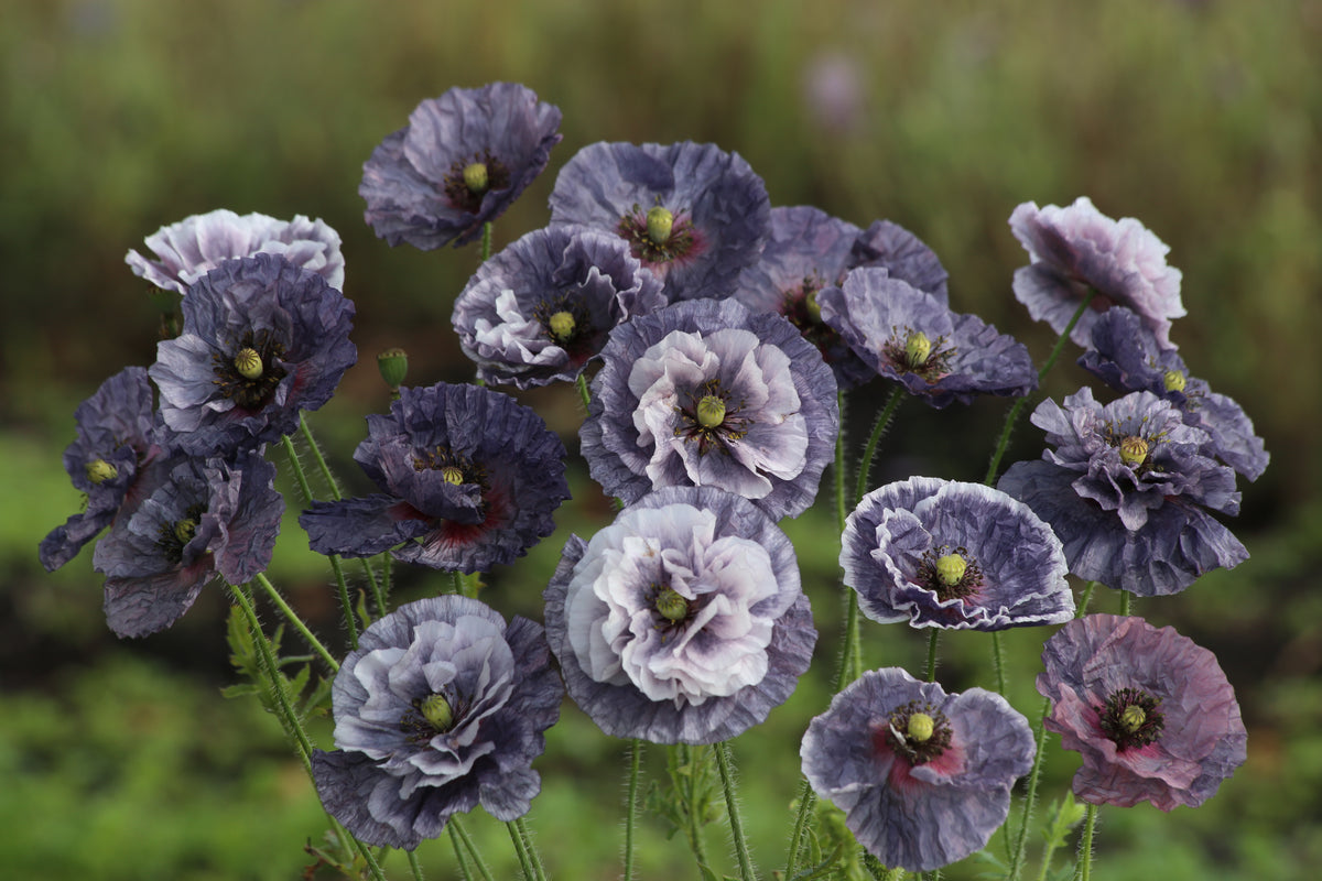 Poppy Amazing Grey – Egmont Seeds