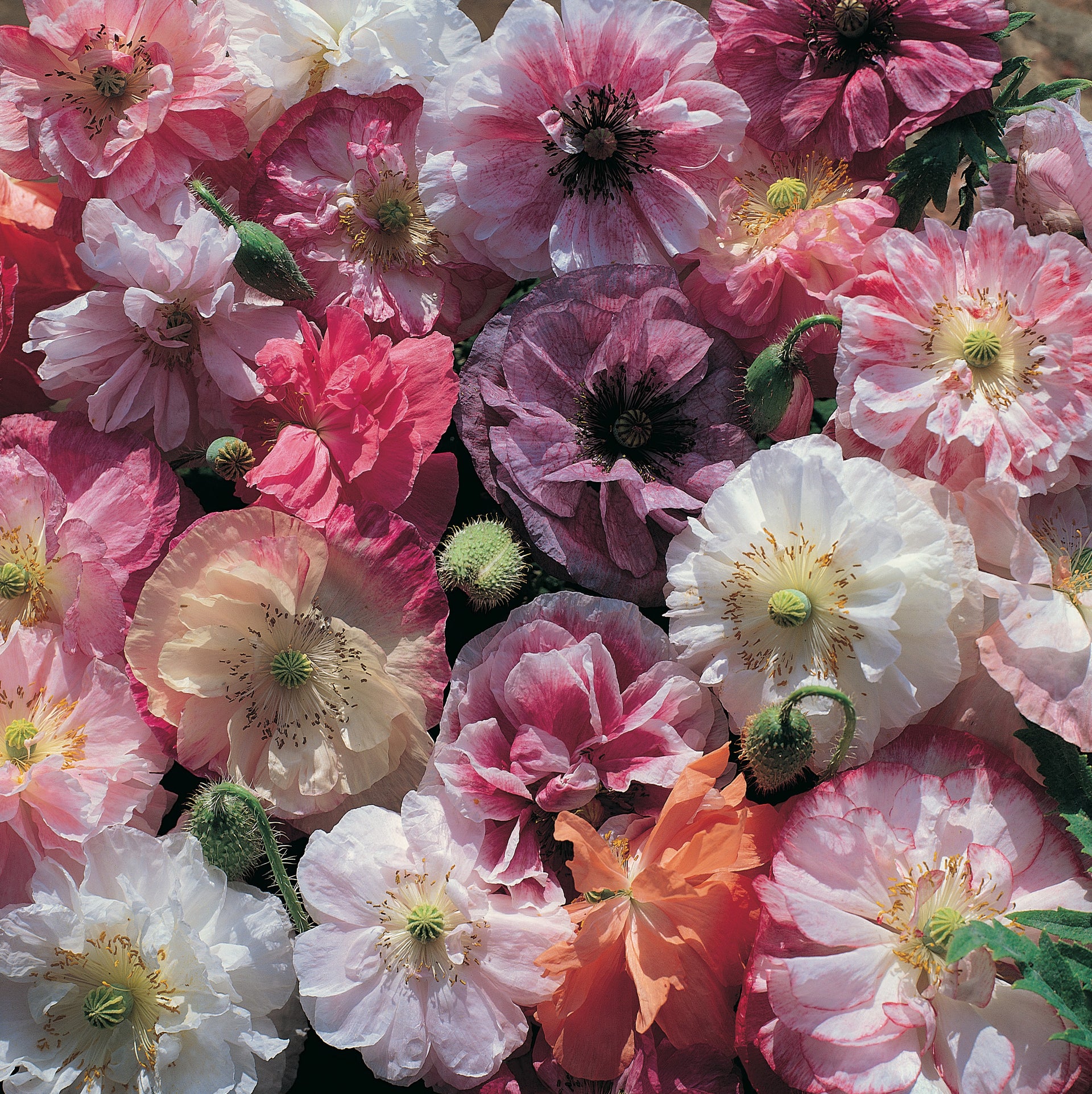 Poppy Angels Choir Mix – Egmont Seeds