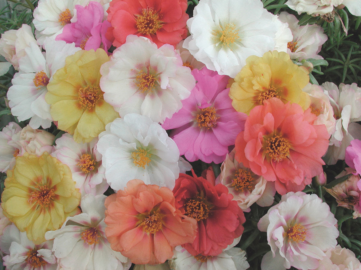 Portulaca Sunseeker Mix F1 Hybrid – Egmont Seeds