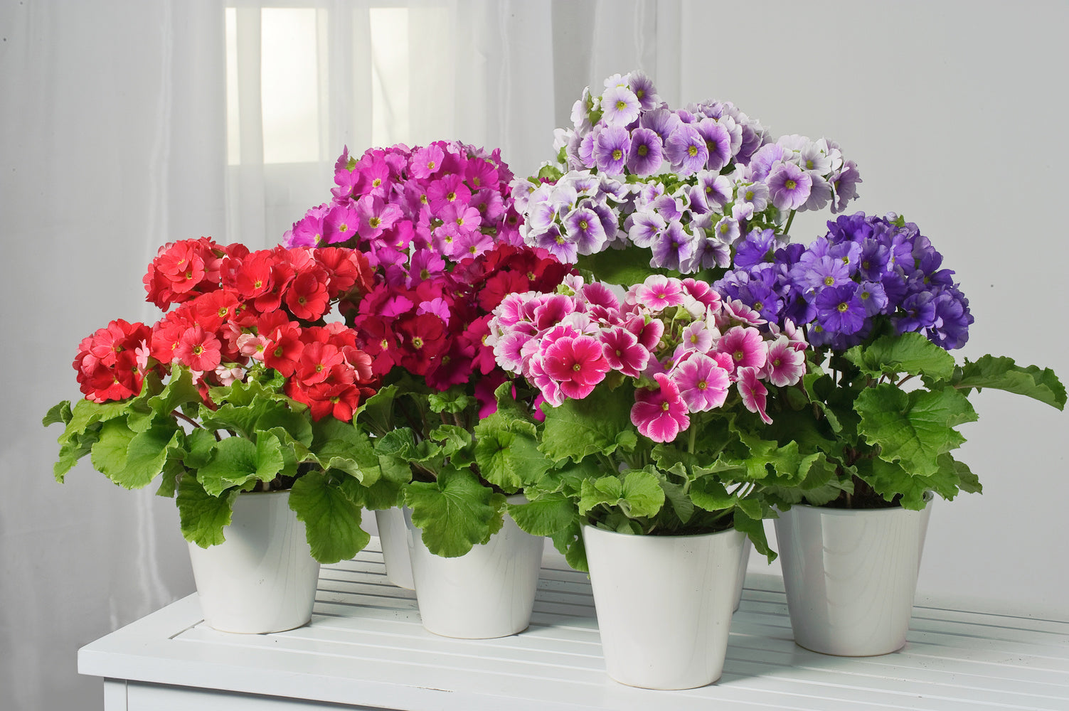 Primula Touch Me Mix F1 Hybrid – Egmont Seeds