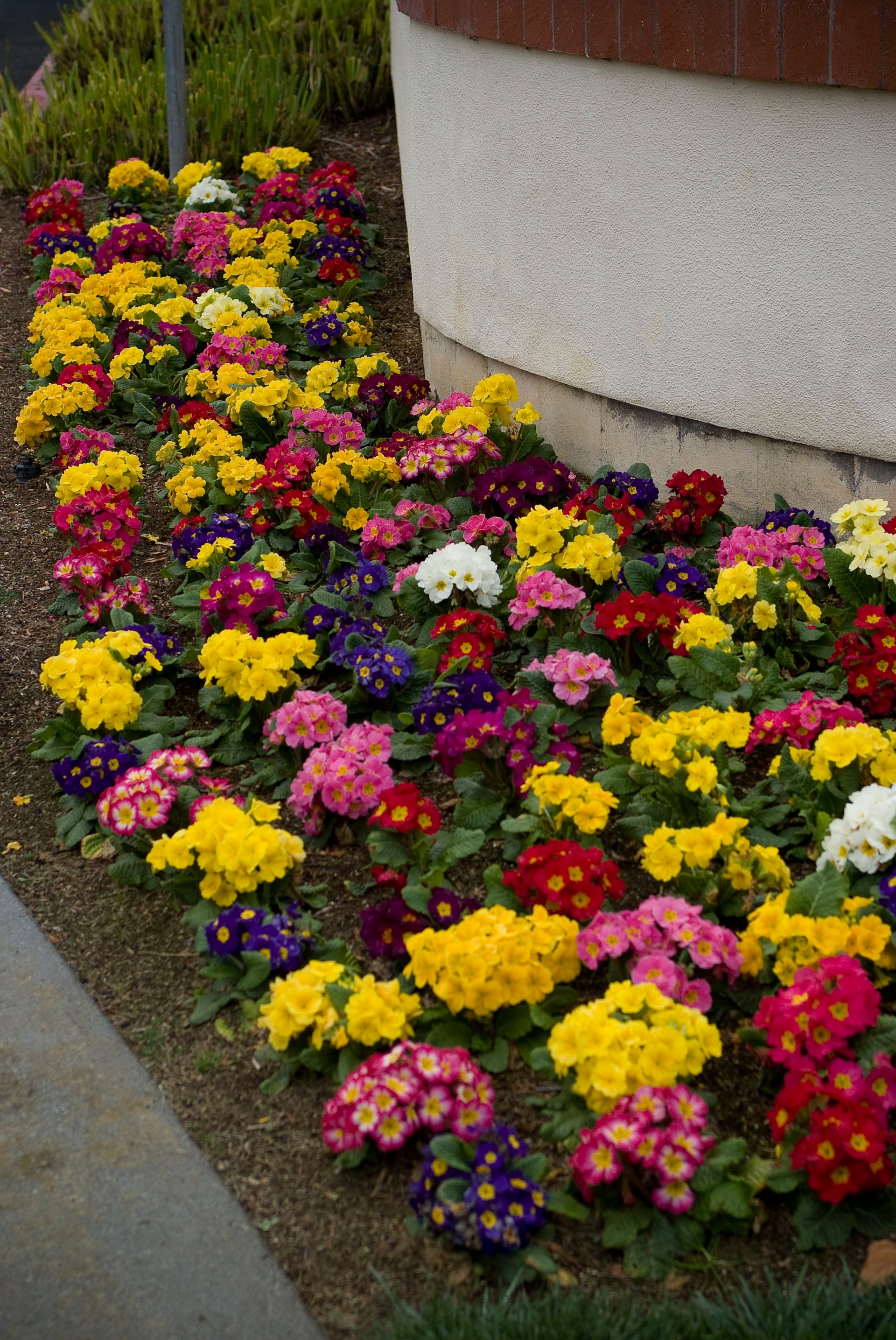 Primula Polyanthus Supernova Mix F1 Hybrid – Egmont Seeds