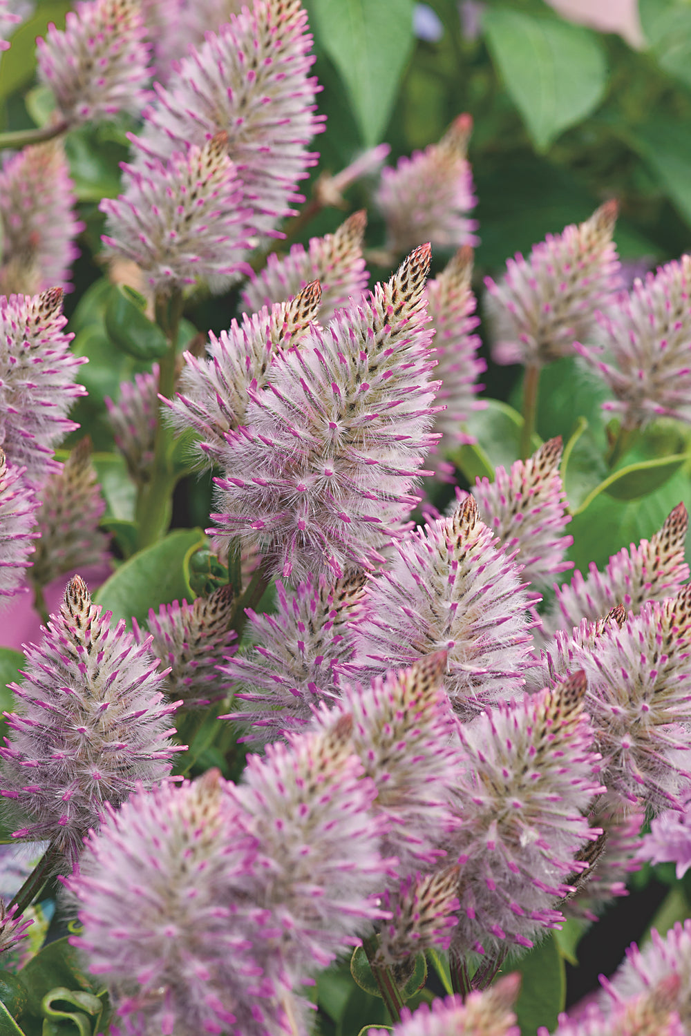 Ptilotus Joey – Egmont Seeds