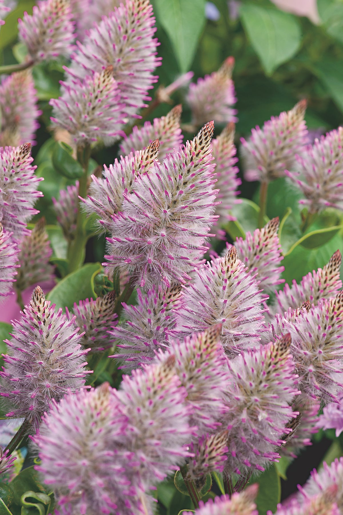 Flowers – Page 10– Egmont Seeds