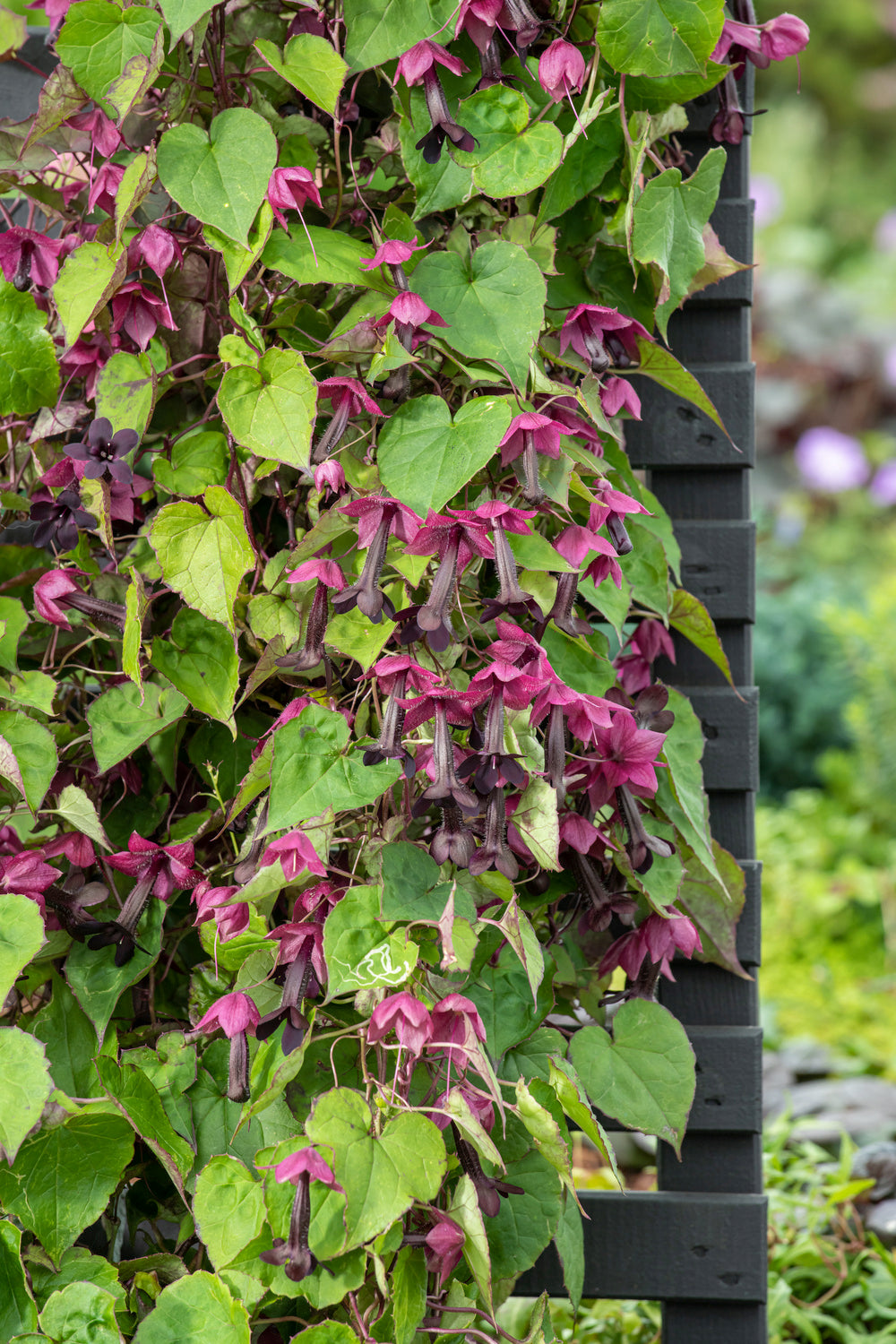 Rhodochiton Rhodus – Egmont Seeds