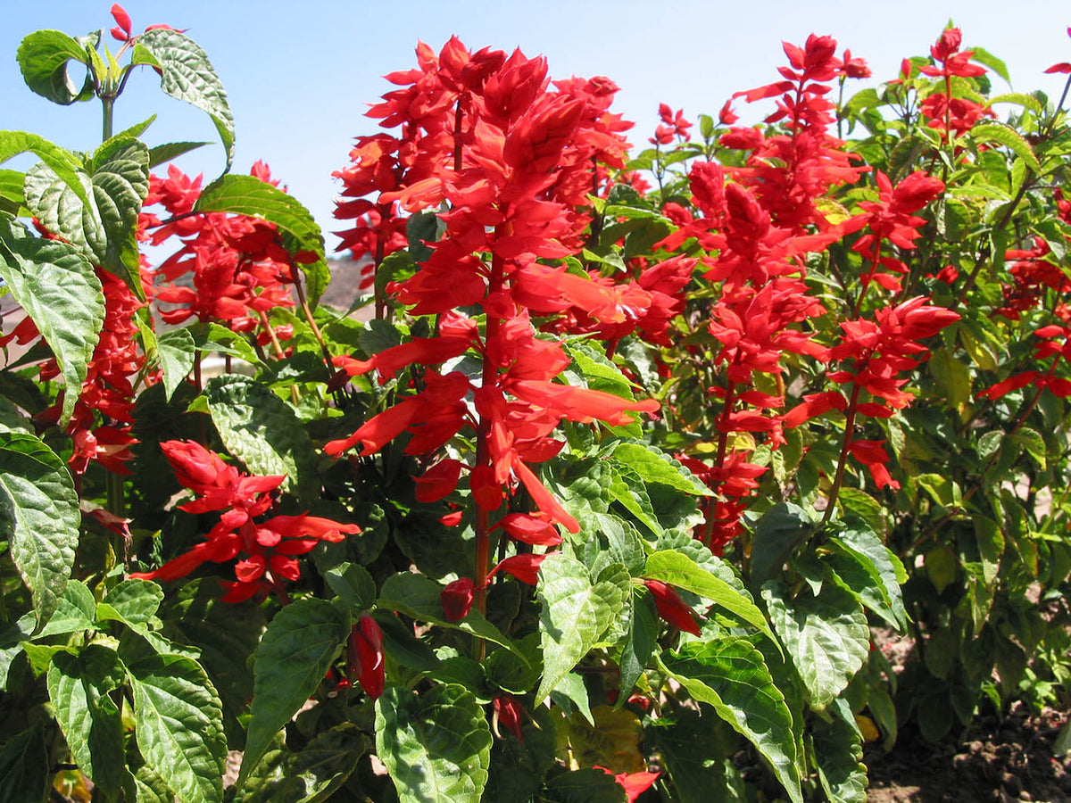 Flowers – Page 10– Egmont Seeds