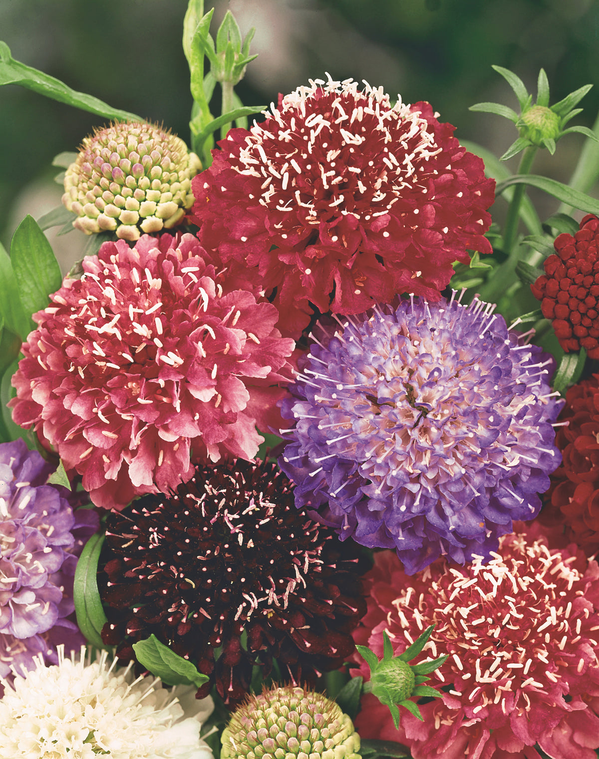 Scabiosa Imperial Mix – Egmont Seeds