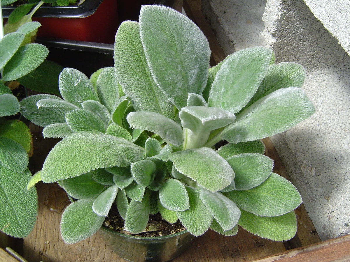 Stachys Fuzzy Wuzzy – Egmont Seeds