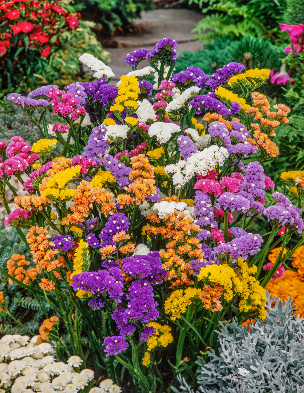 Statice Pacific Mix – Egmont Seeds