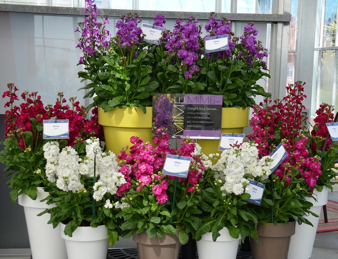 Stock Mime Mixed – Egmont Seeds