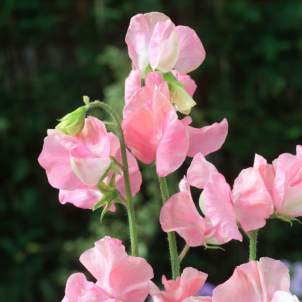Sweet Pea Pink Diana – Egmont Seeds