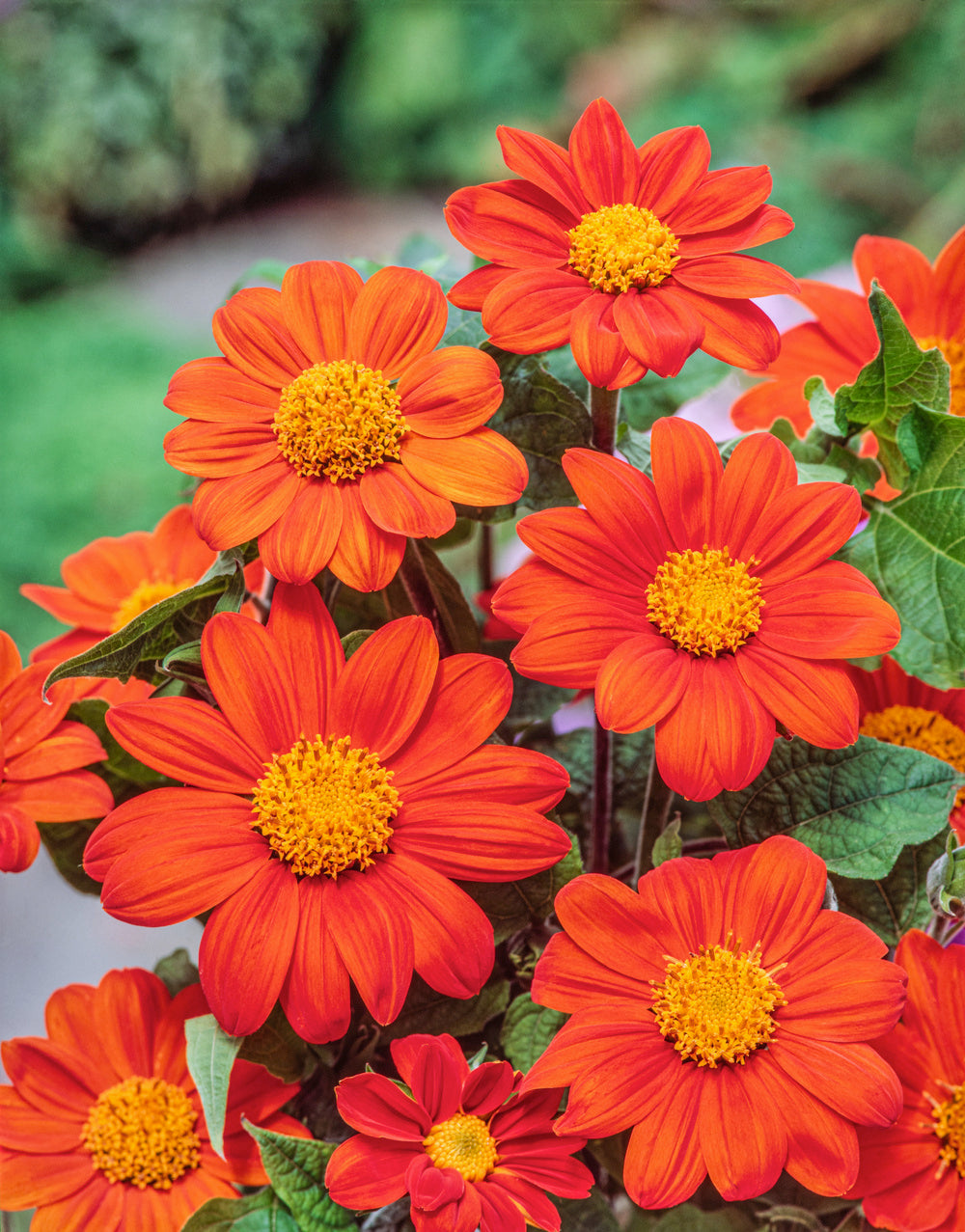 Tithonia (Mexican Sunflower) Red Torch – Egmont Seeds