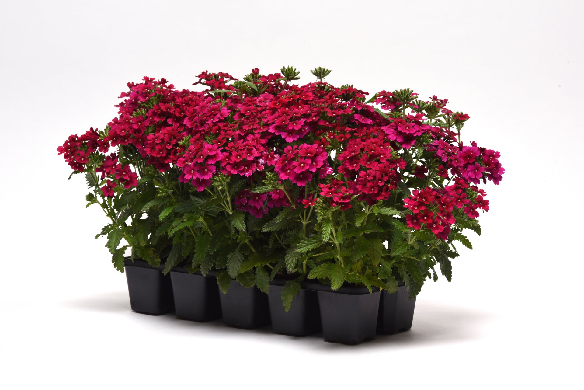 Verbena Quartz Bordeaux – Egmont Seeds