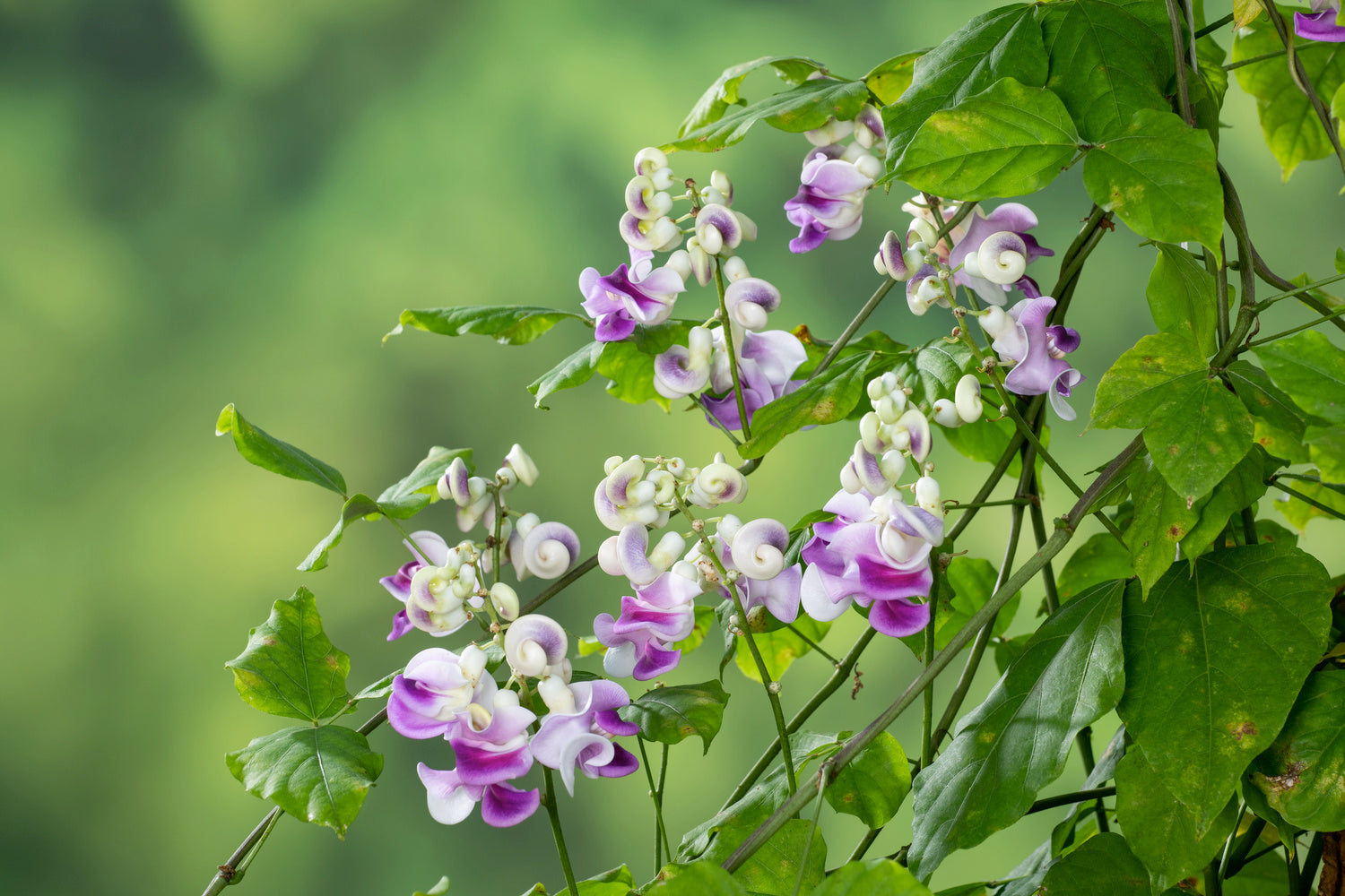 Vigna Snail Creeper – Egmont Seeds