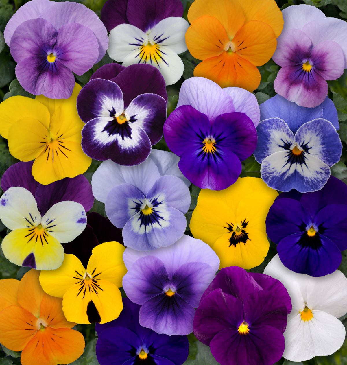 Free Seeds (For the choosing) – Egmont Seeds