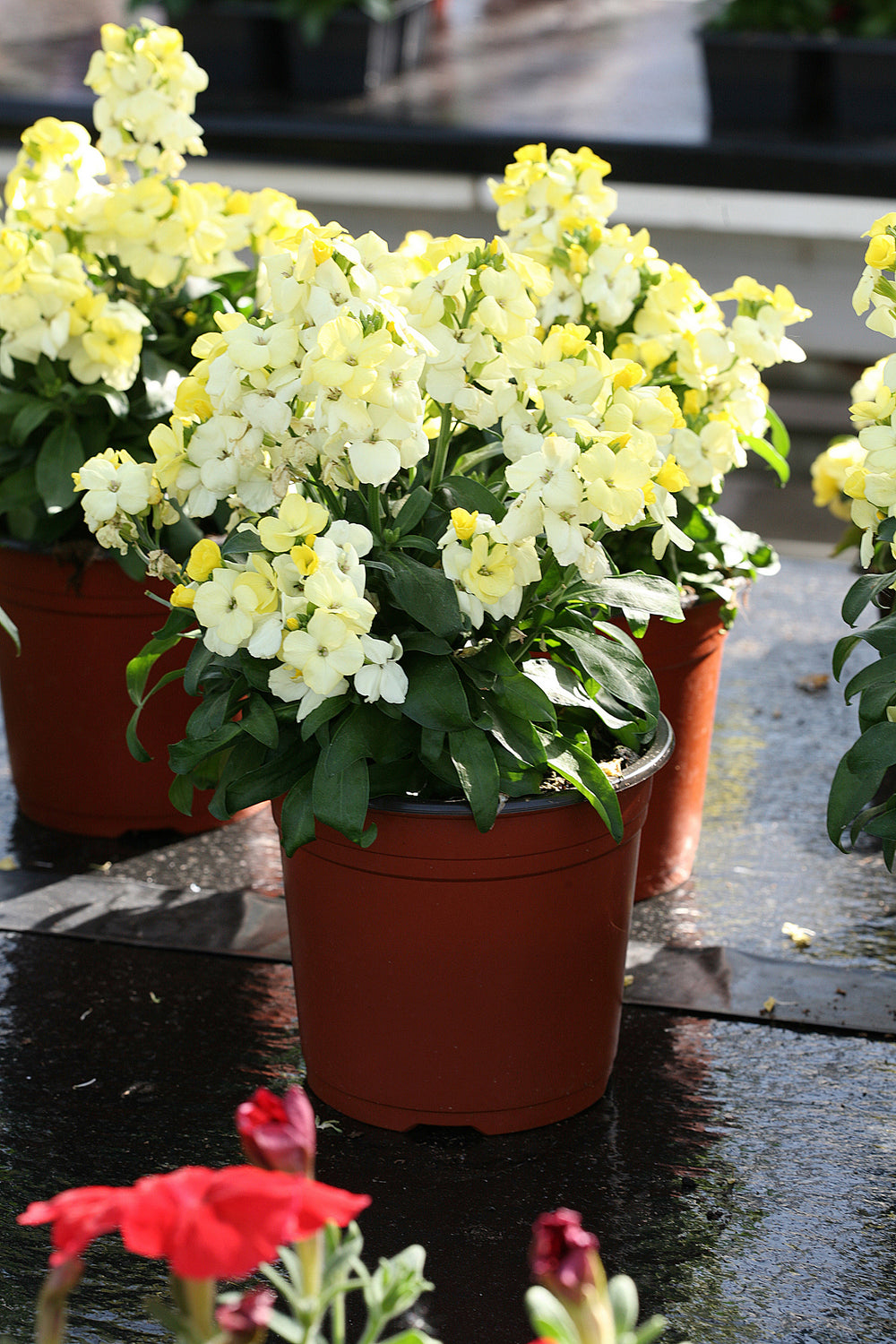 Wallflower Bounty Primrose – Egmont Seeds