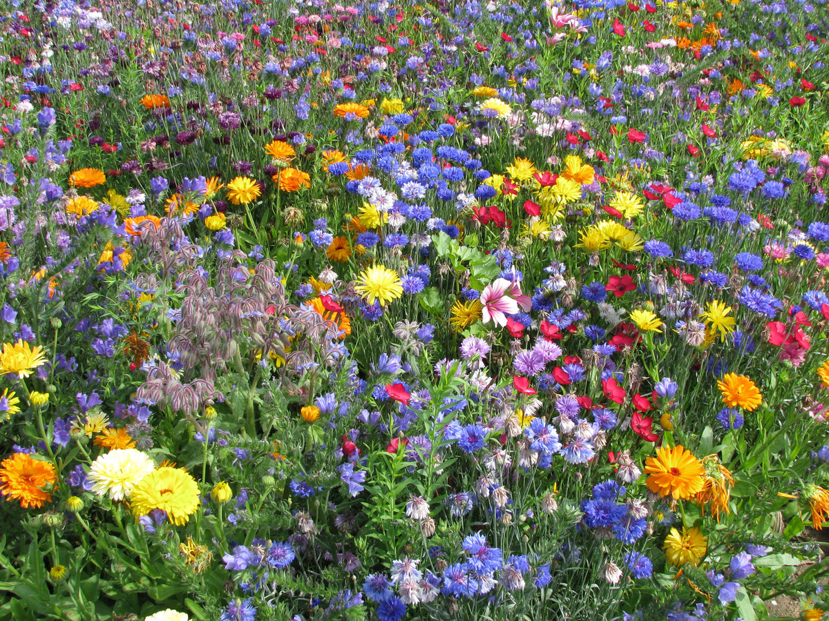 Wildflower Butterfly Mix – Egmont Seeds