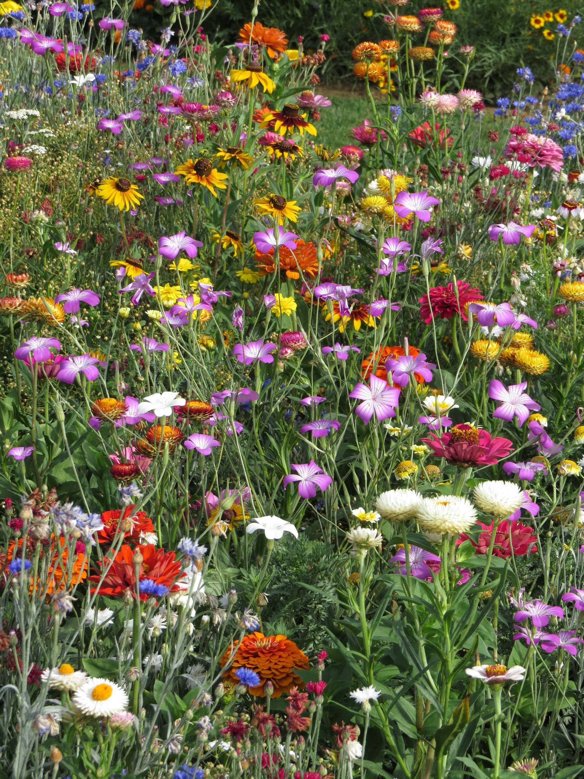 Field Summer Plant Flowers Free Photos | Flower Field In Early Summer