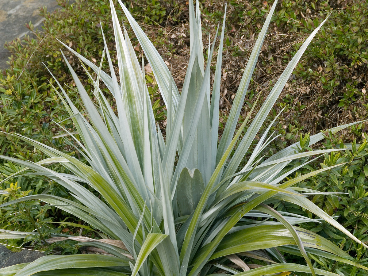 Silver Spear – Egmont Seeds