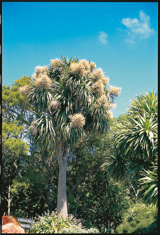 Cabbage Tree – Egmont Seeds