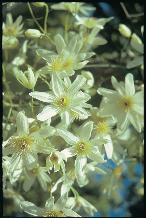 Clematis – Egmont Seeds